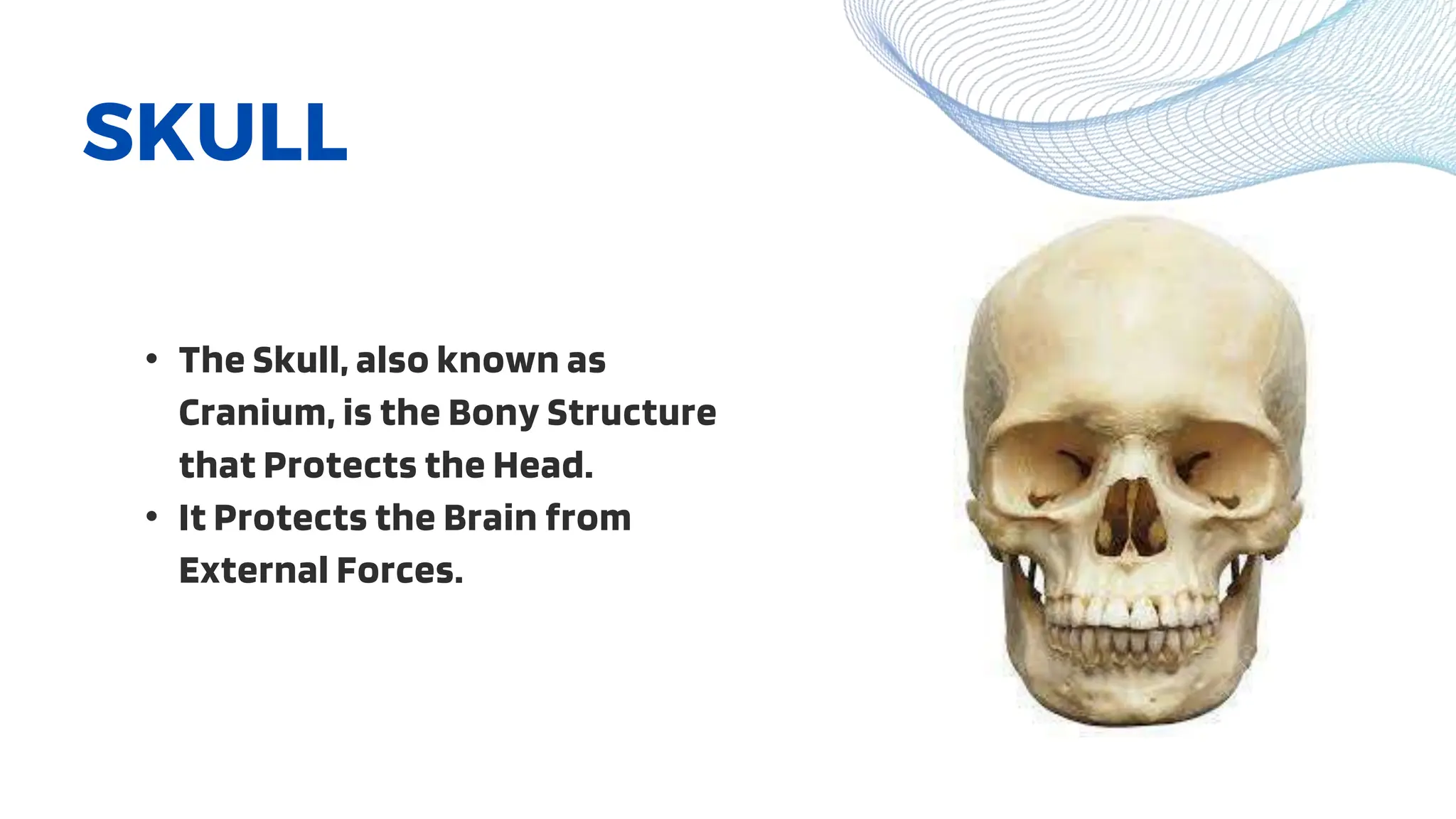 Osteology of Skull | Anatomy of Skull | PPTX