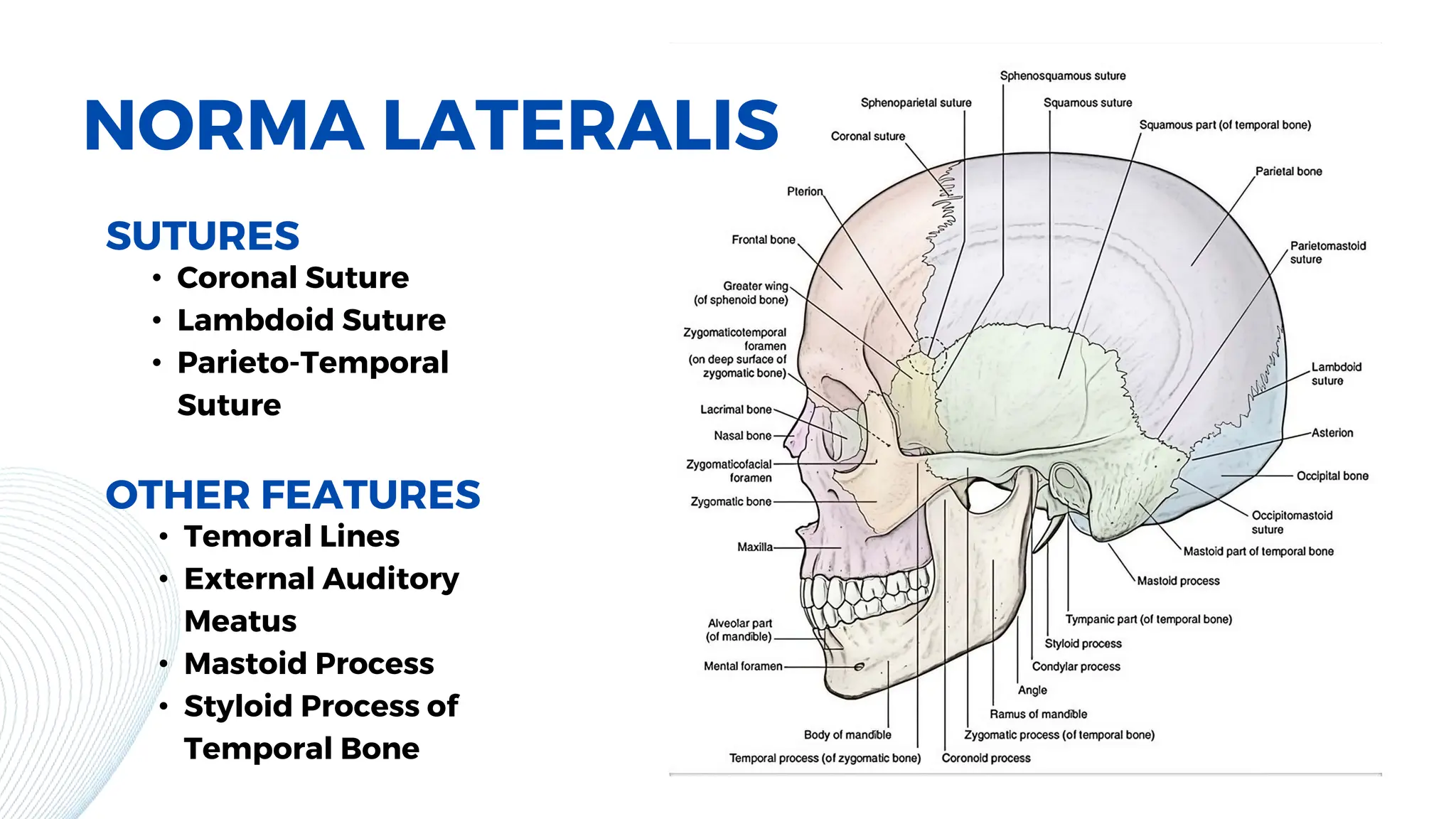 Osteology of Skull | Anatomy of Skull | PPTX