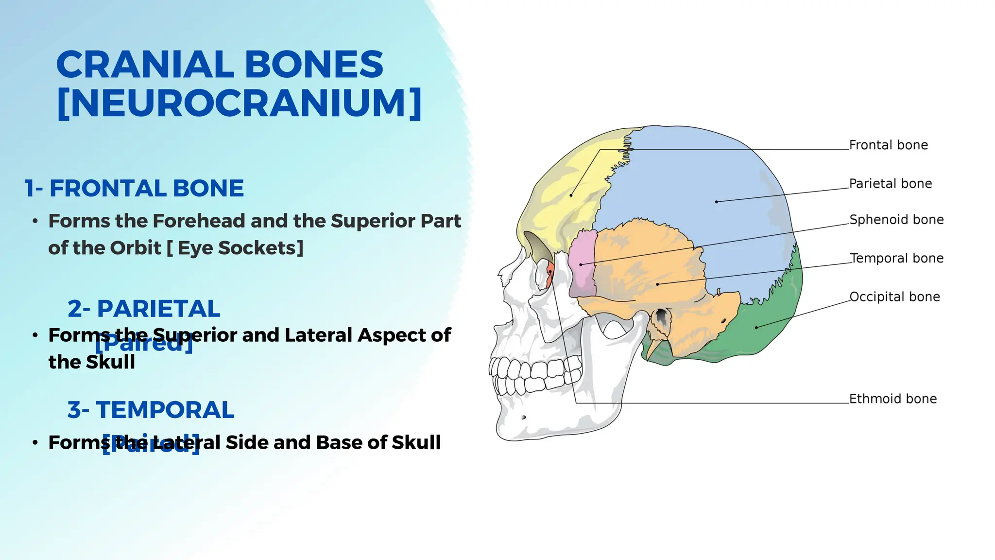 Osteology of Skull | Anatomy of Skull | PPTX
