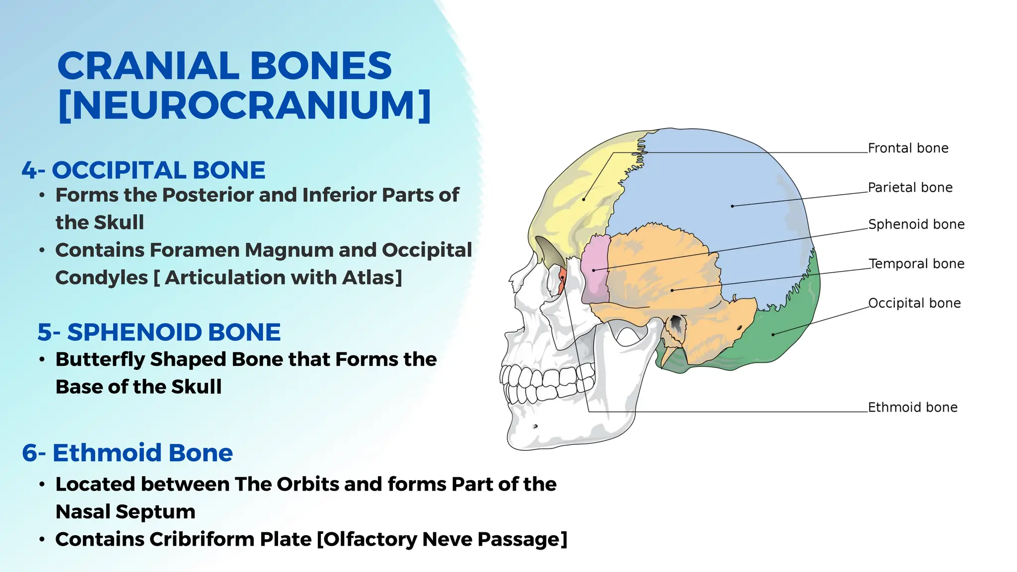 Osteology of Skull | Anatomy of Skull | PPTX