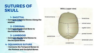 Osteology of Skull | Anatomy of Skull | PPTX
