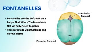 Osteology of Skull | Anatomy of Skull | PPTX