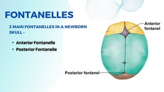 Osteology of Skull | Anatomy of Skull | PPTX