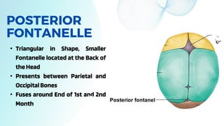 Osteology of Skull | Anatomy of Skull | PPTX