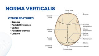 Osteology of Skull | Anatomy of Skull | PPTX