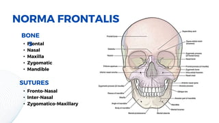 Osteology of Skull | Anatomy of Skull | PPTX