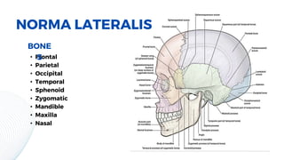 Osteology of Skull | Anatomy of Skull | PPTX