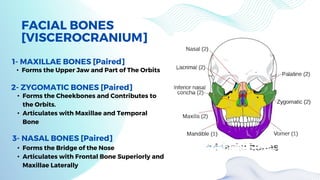 Osteology of Skull | Anatomy of Skull | PPTX