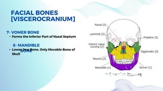 Osteology of Skull | Anatomy of Skull | PPTX