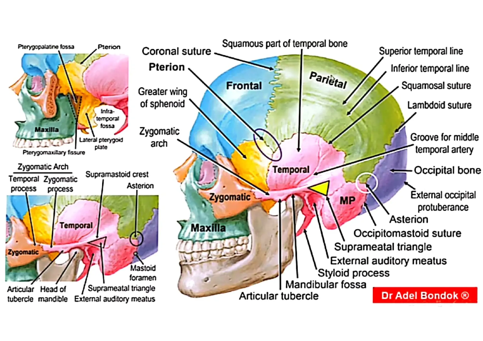 Osteology of the head & neck- Dr. Adel Bondok.pdf