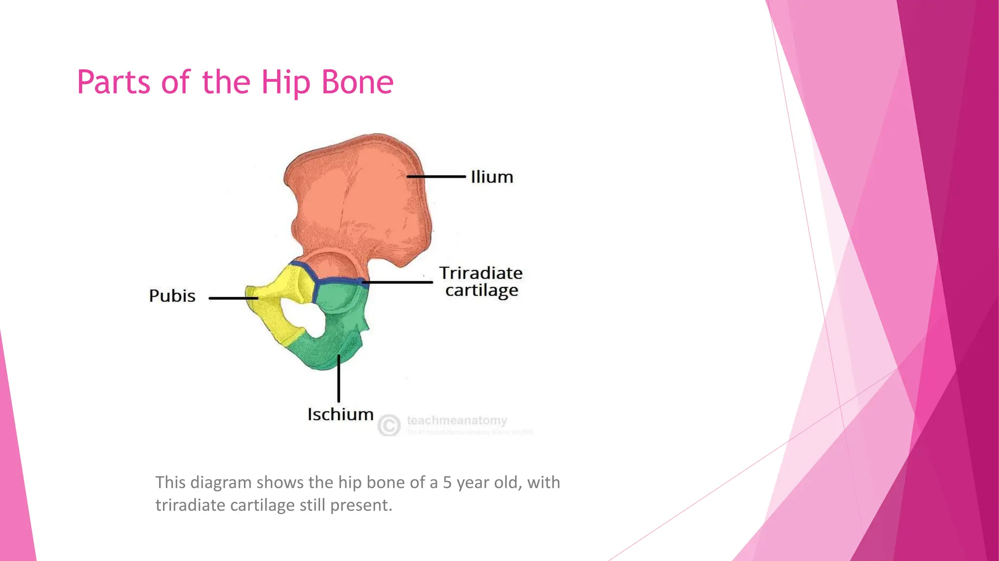 OSTEOLOGY OF THE HIP JOINT presentattion.pptx