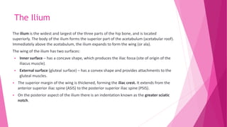 OSTEOLOGY OF THE HIP JOINT presentattion.pptx
