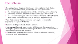 OSTEOLOGY OF THE HIP JOINT presentattion.pptx