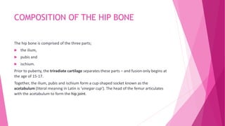 OSTEOLOGY OF THE HIP JOINT presentattion.pptx