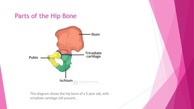 OSTEOLOGY OF THE HIP JOINT presentattion.pptx