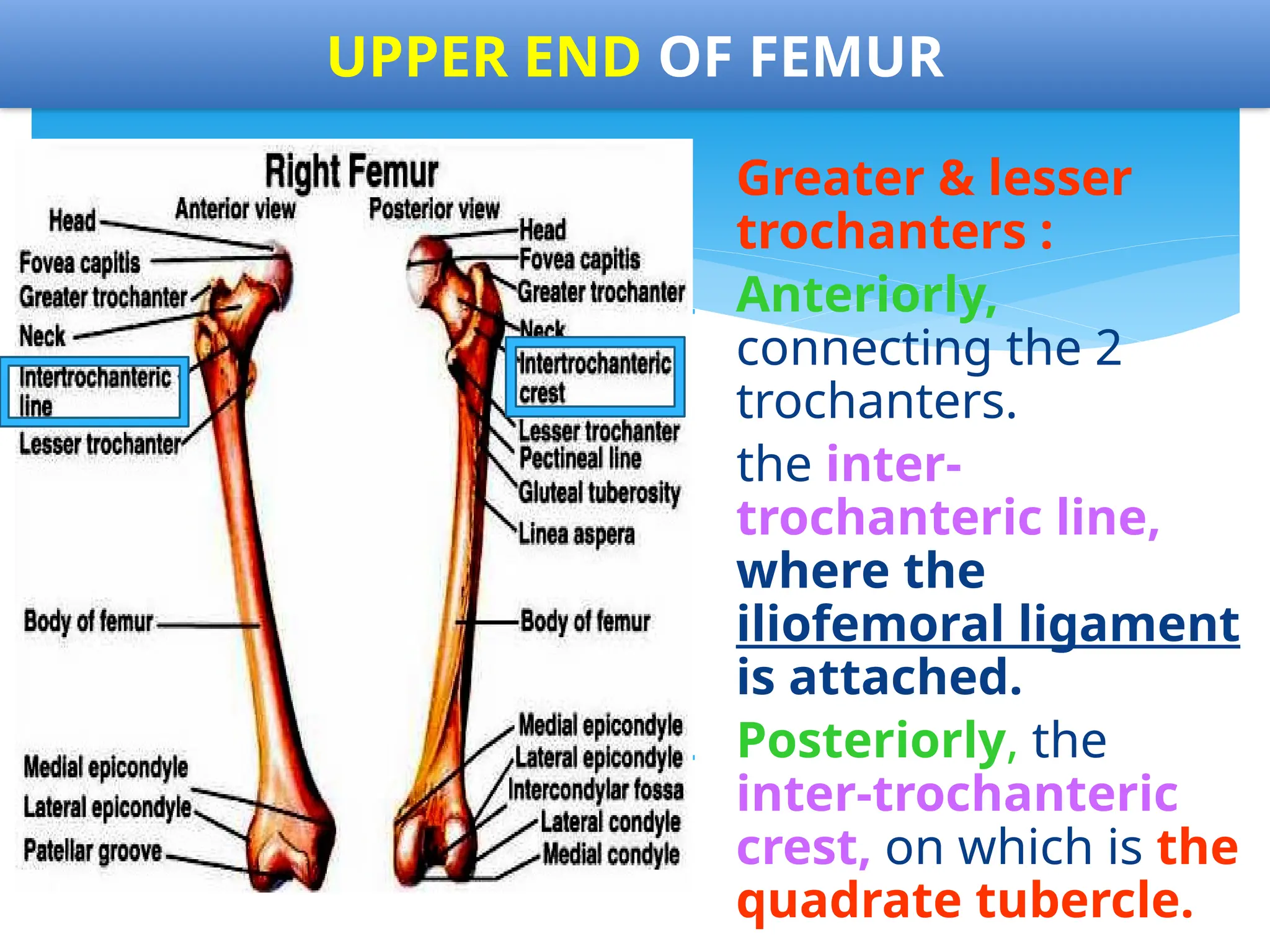 APPLIED ANATOMY OF THE OSTEOLOGY OF THE LOWER LIMB-2.pptx