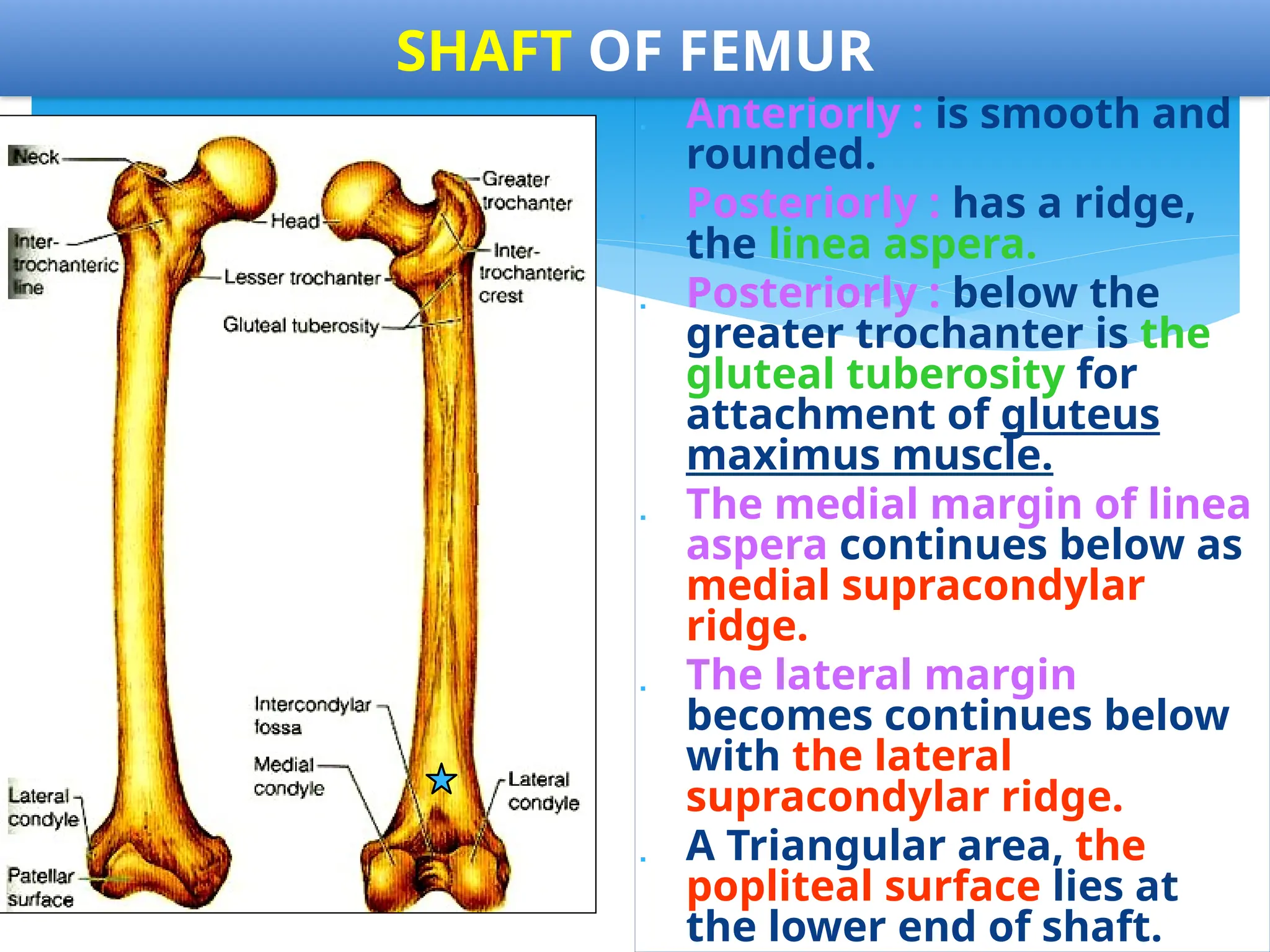 APPLIED ANATOMY OF THE OSTEOLOGY OF THE LOWER LIMB-2.pptx