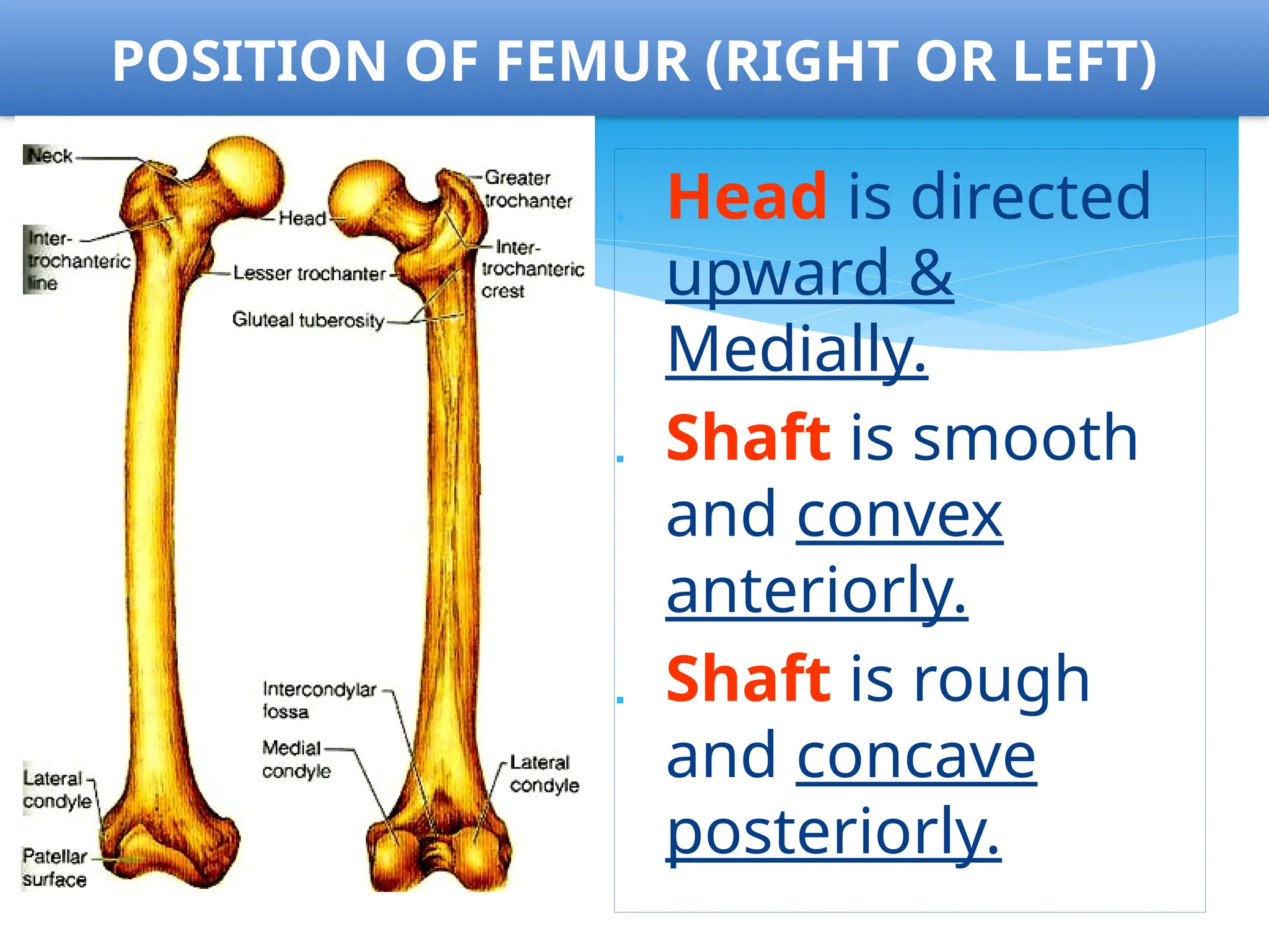 APPLIED ANATOMY OF THE OSTEOLOGY OF THE LOWER LIMB-2.pptx