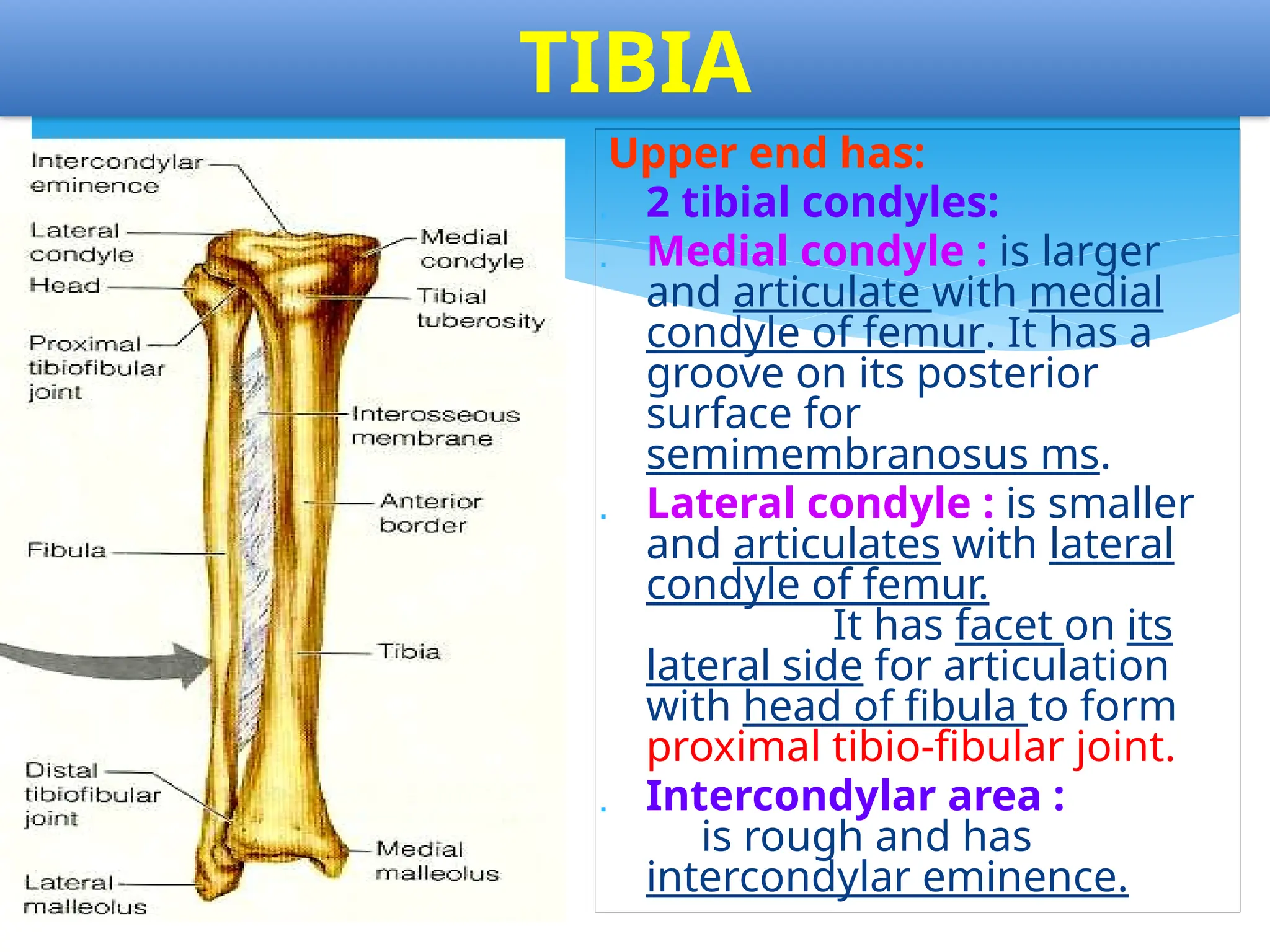 APPLIED ANATOMY OF THE OSTEOLOGY OF THE LOWER LIMB-2.pptx