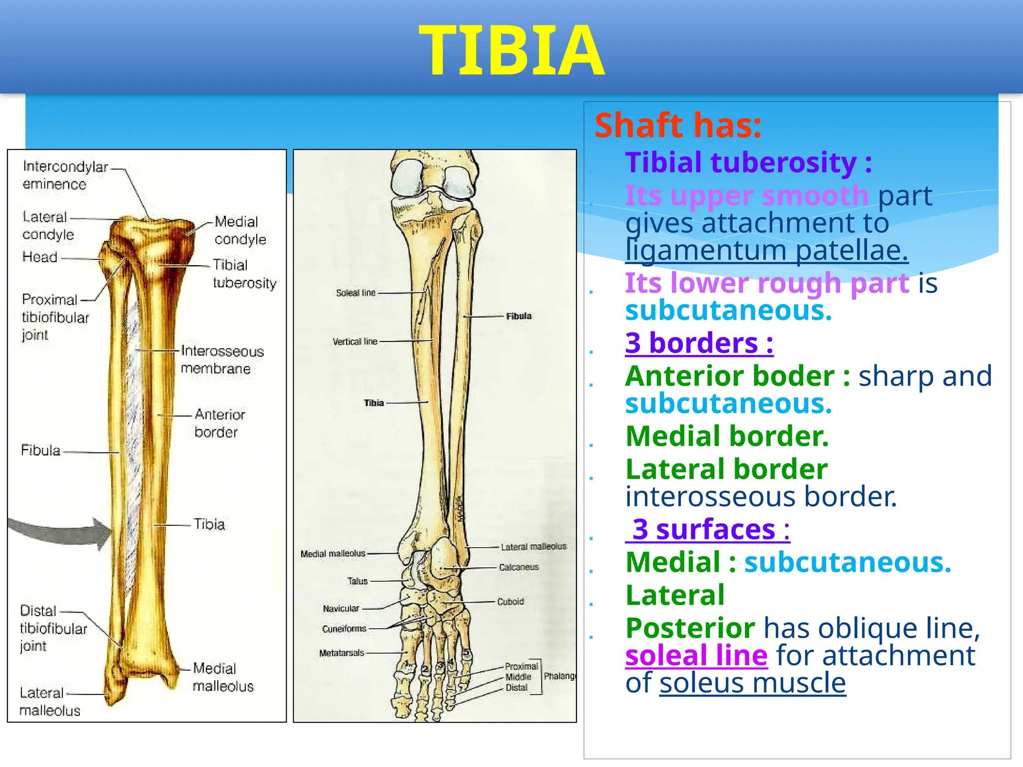APPLIED ANATOMY OF THE OSTEOLOGY OF THE LOWER LIMB-2.pptx