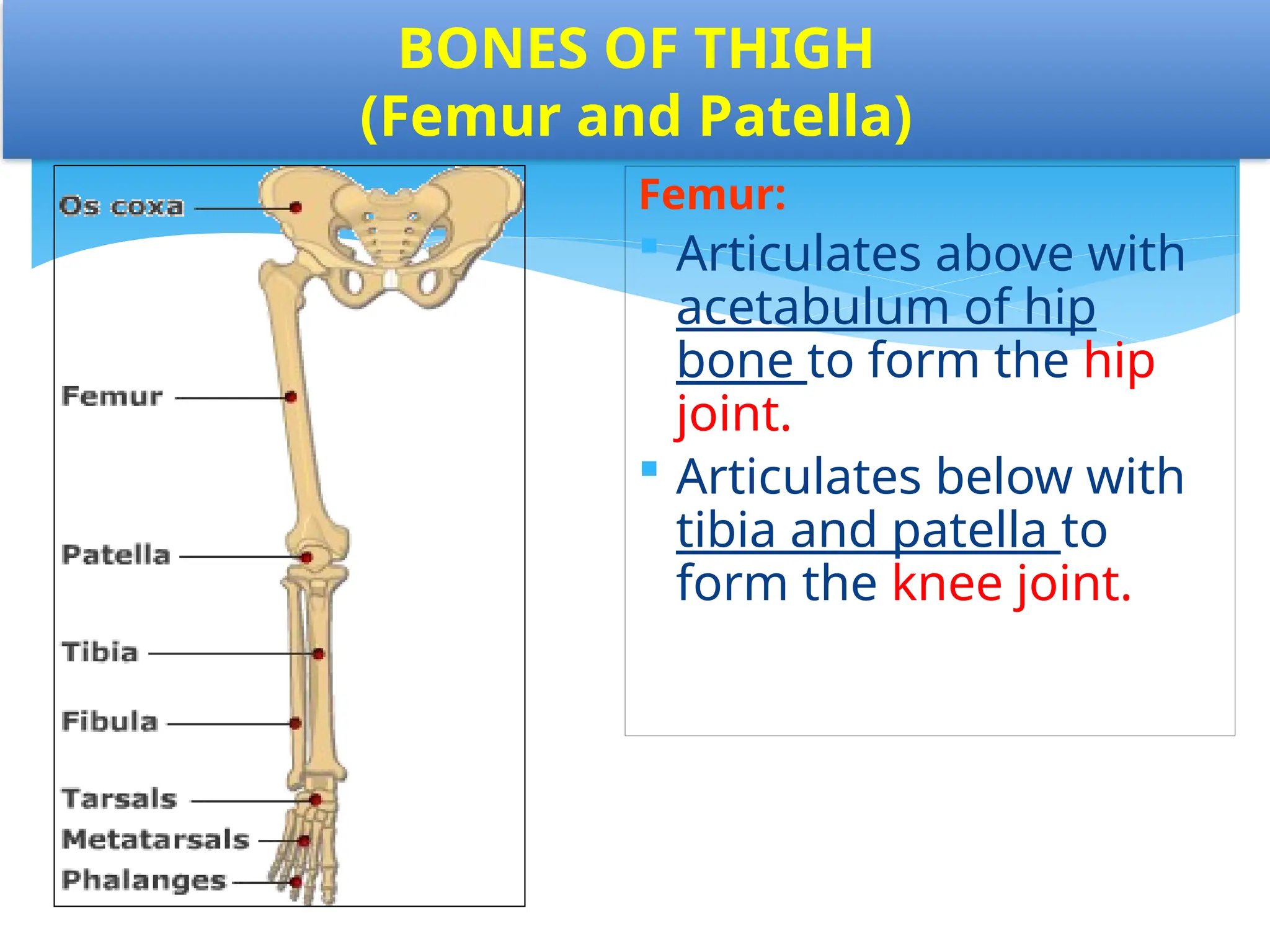 APPLIED ANATOMY OF THE OSTEOLOGY OF THE LOWER LIMB-2.pptx