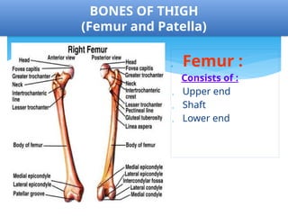 APPLIED ANATOMY OF THE OSTEOLOGY OF THE LOWER LIMB-2.pptx