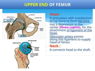 APPLIED ANATOMY OF THE OSTEOLOGY OF THE LOWER LIMB-2.pptx