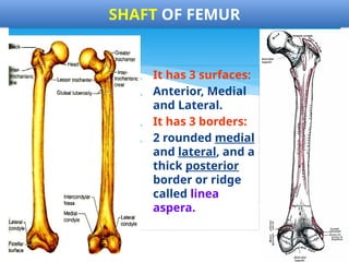 APPLIED ANATOMY OF THE OSTEOLOGY OF THE LOWER LIMB-2.pptx