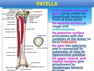 APPLIED ANATOMY OF THE OSTEOLOGY OF THE LOWER LIMB-2.pptx
