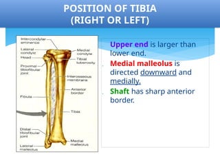 APPLIED ANATOMY OF THE OSTEOLOGY OF THE LOWER LIMB-2.pptx