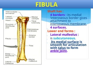 APPLIED ANATOMY OF THE OSTEOLOGY OF THE LOWER LIMB-2.pptx