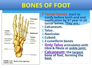 APPLIED ANATOMY OF THE OSTEOLOGY OF THE LOWER LIMB-2.pptx