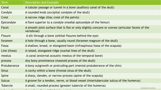 introduction to human skeleton and Osteology of the lower limb | PPTX