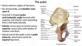introduction to human skeleton and Osteology of the lower limb | PPTX