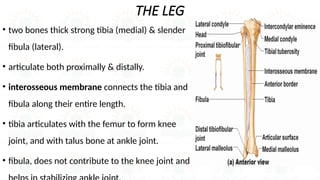 introduction to human skeleton and Osteology of the lower limb | PPTX