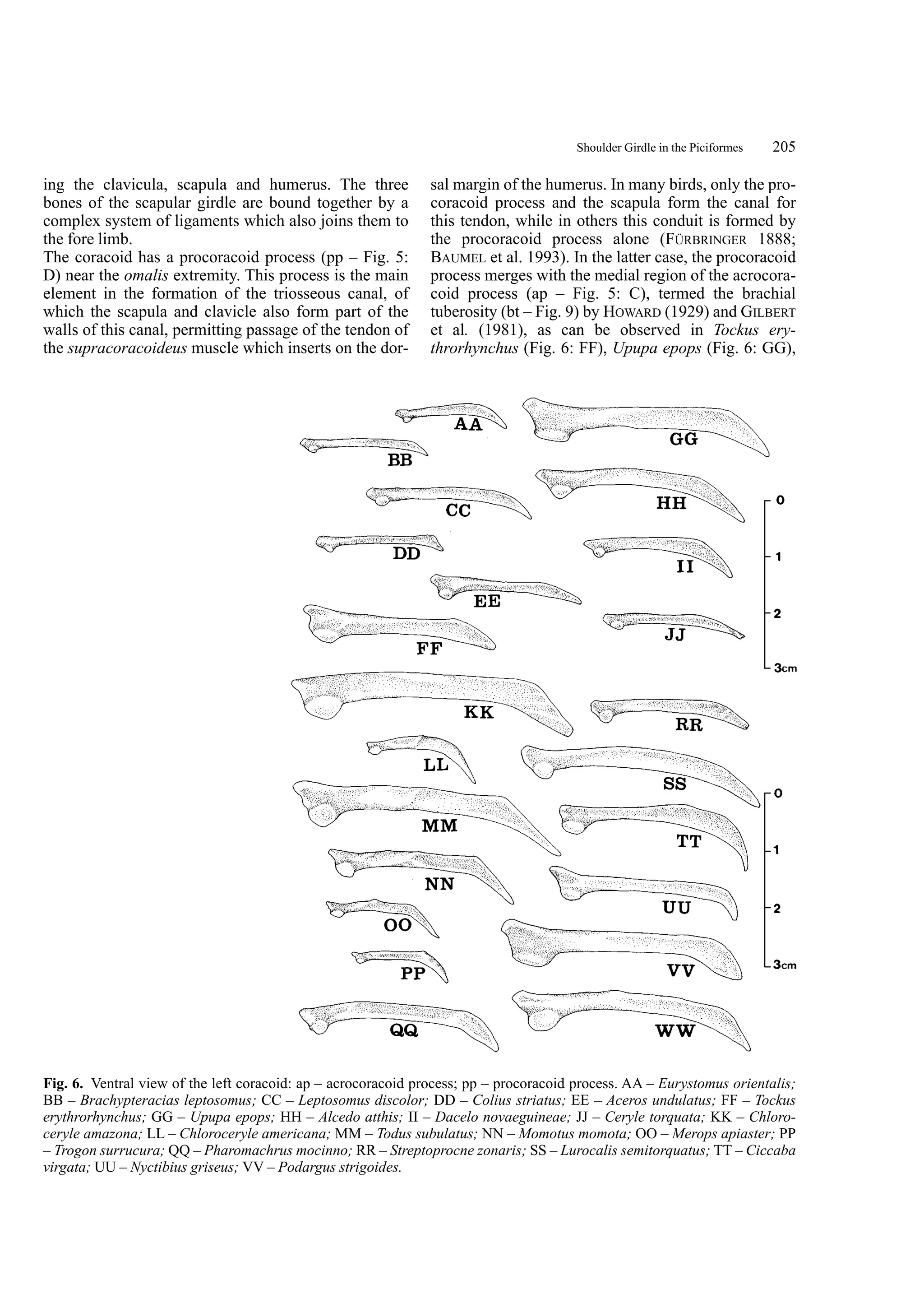 Osteology of the shoulder girdle in the piciformes, passeriformes and ...