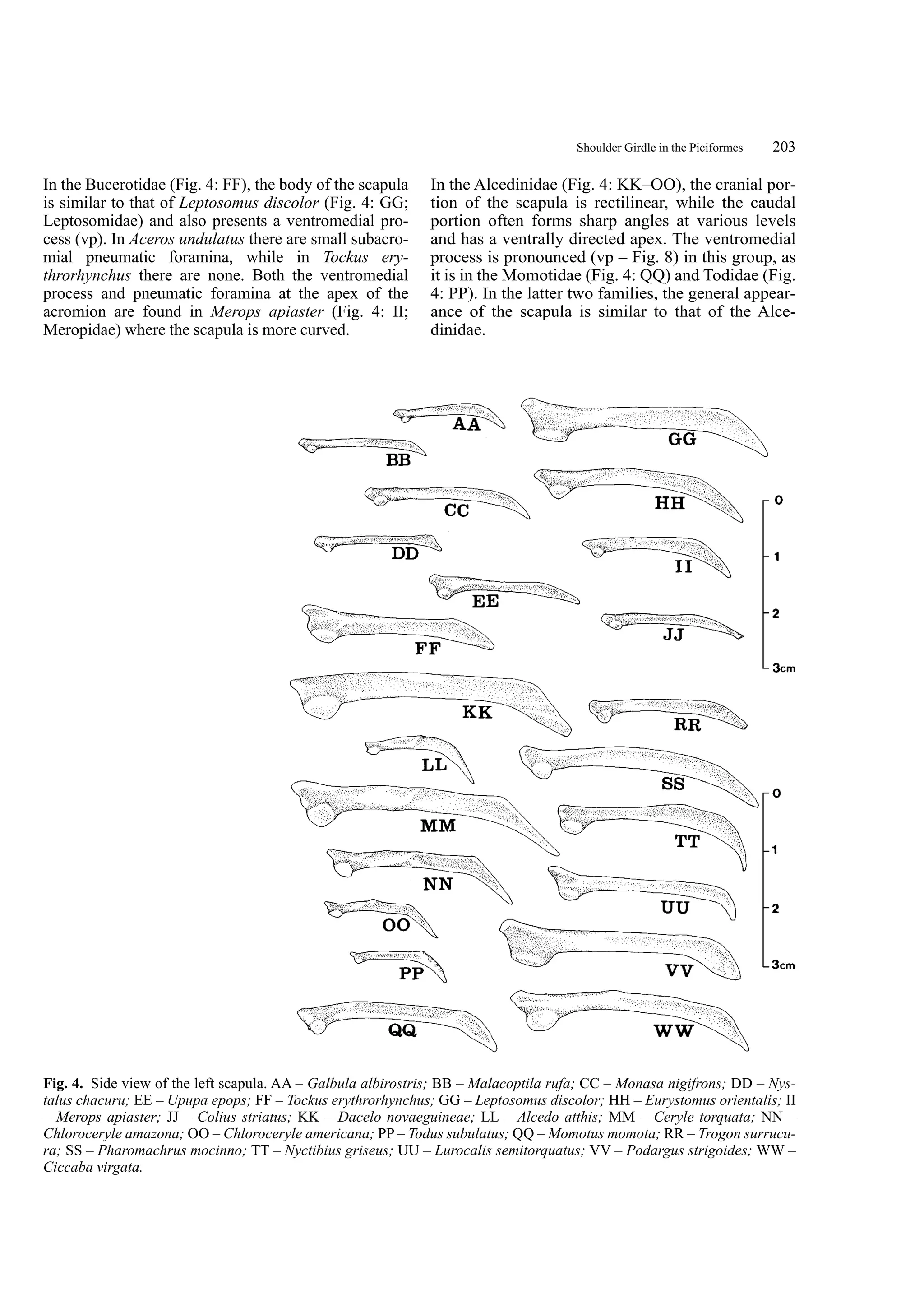 Osteology of the shoulder girdle in the piciformes, passeriformes and ...