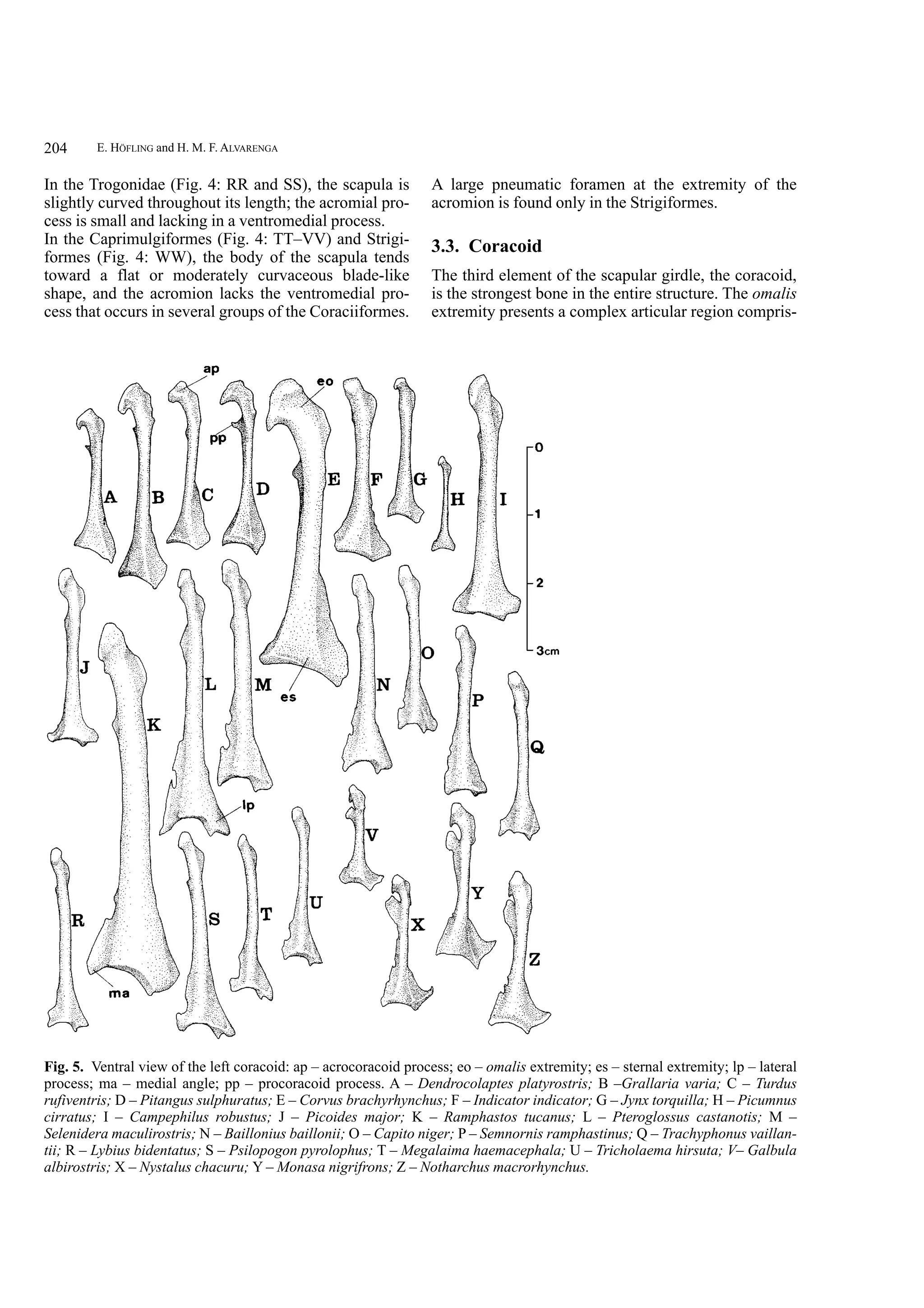 Osteology of the shoulder girdle in the piciformes, passeriformes and ...