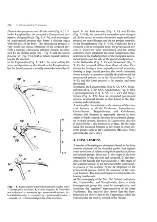 Osteology of the shoulder girdle in the piciformes, passeriformes and ...