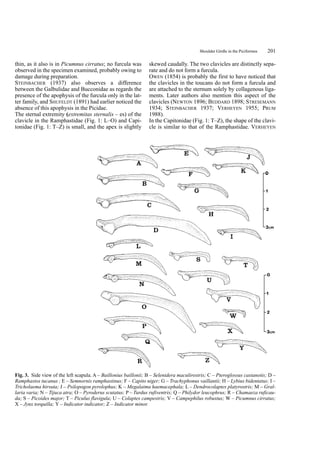 Osteology of the shoulder girdle in the piciformes, passeriformes and ...