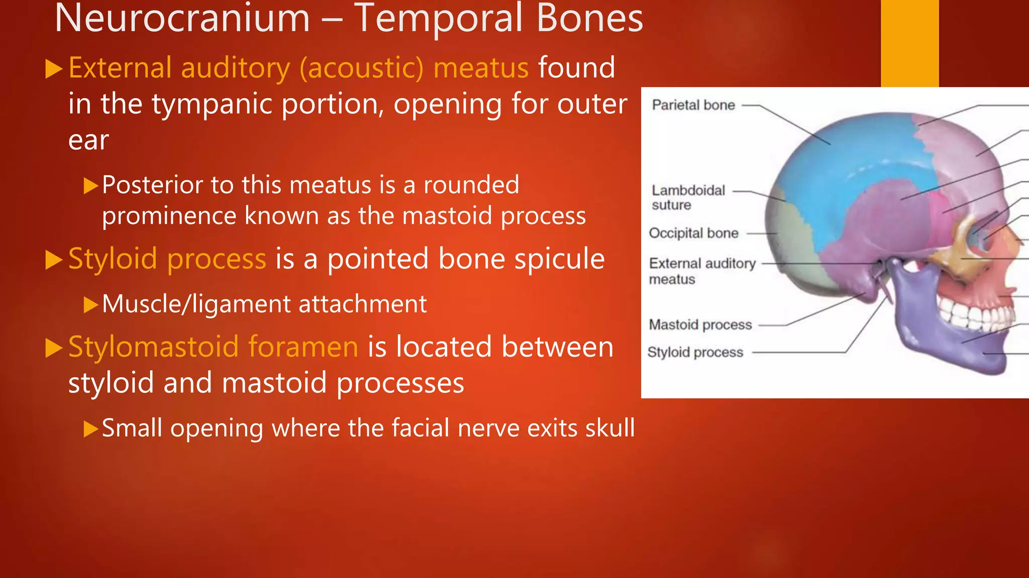 Osteology of the Skull | PPTX