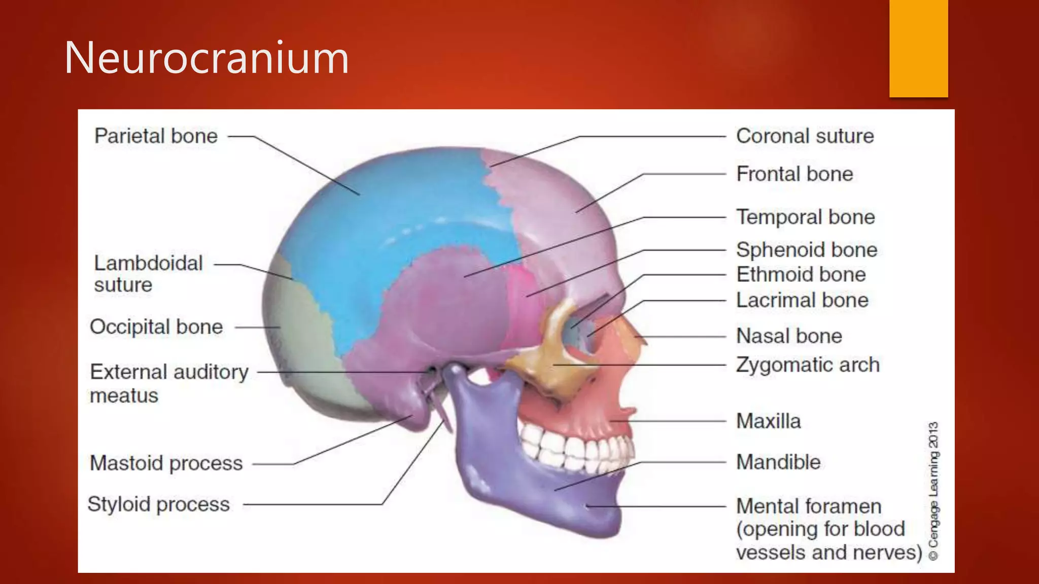 Osteology of the Skull | PPTX