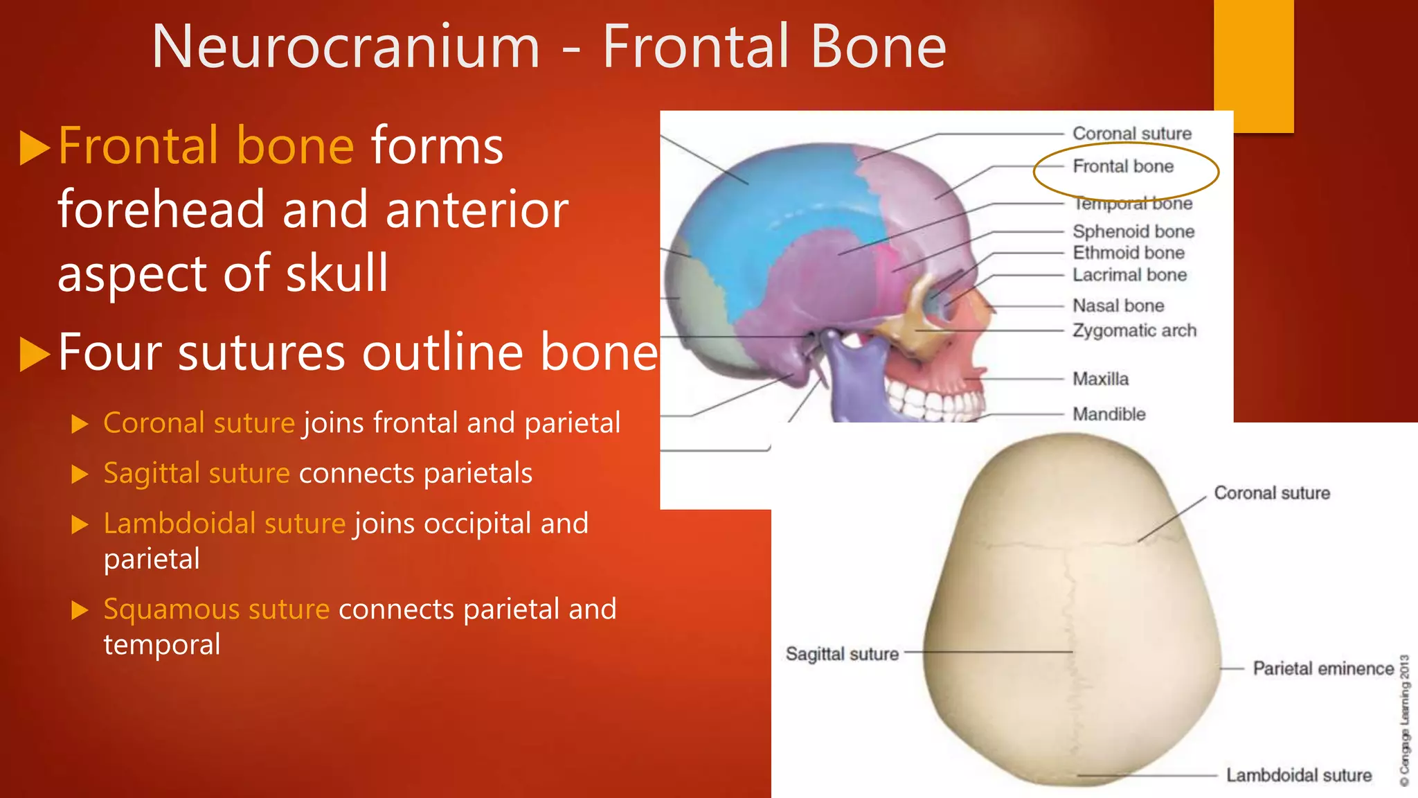 Osteology of the Skull | PPTX