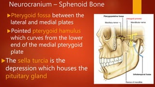 Osteology of the Skull | PPTX