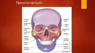 Osteology of the Skull | PPTX