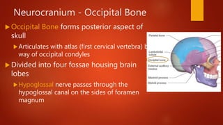 Osteology of the Skull | PPTX