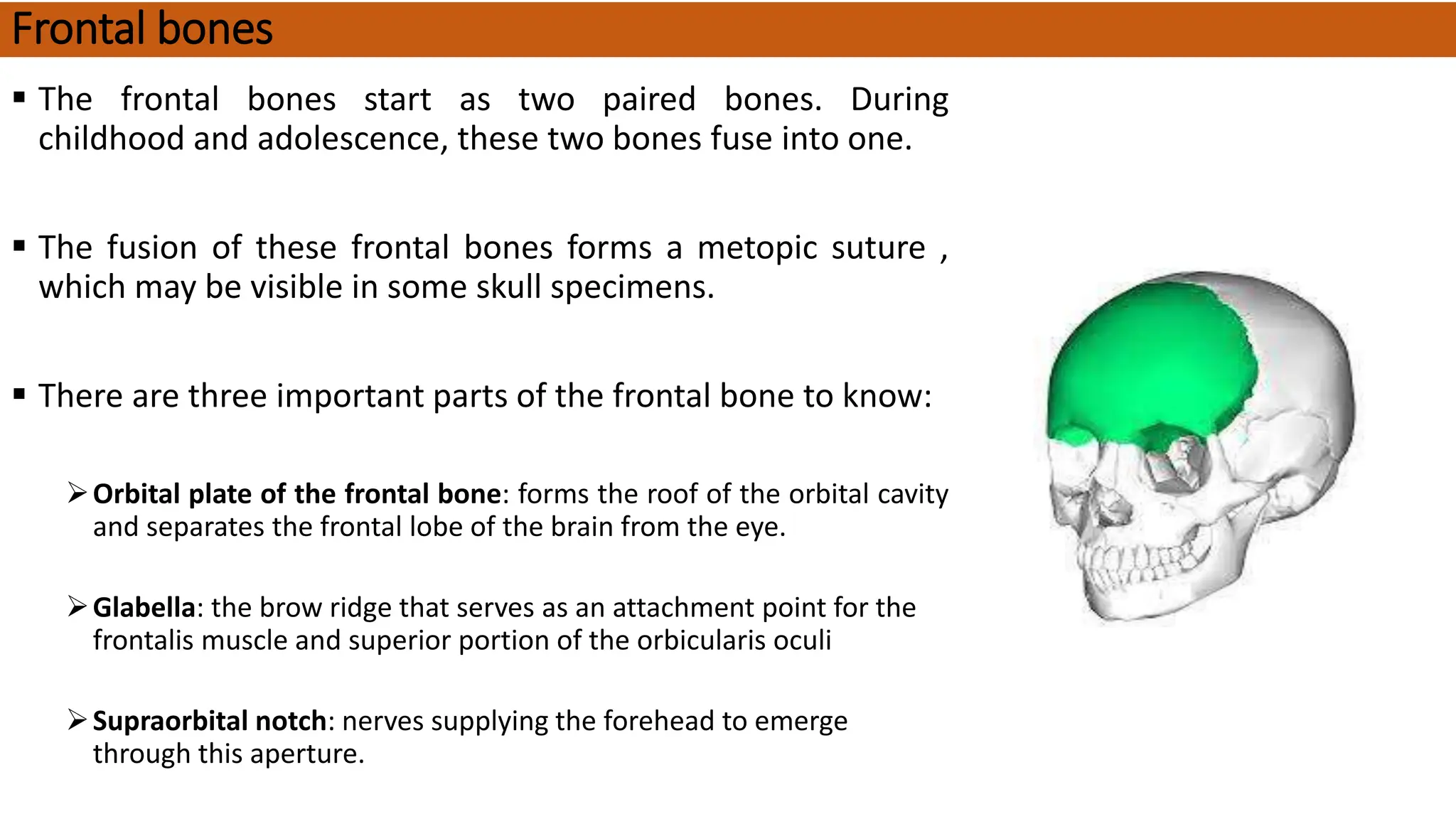 Osteology of the Skull by DR. KENNEDY MUNISI, MD, MMed, MSc. PhD..pptx