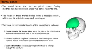Osteology of the Skull by DR. KENNEDY MUNISI, MD, MMed, MSc. PhD..pptx