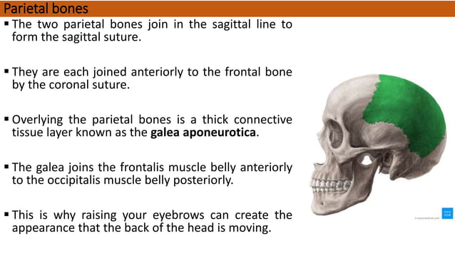 Osteology of the Skull by DR. KENNEDY MUNISI, MD, MMed, MSc. PhD..pptx