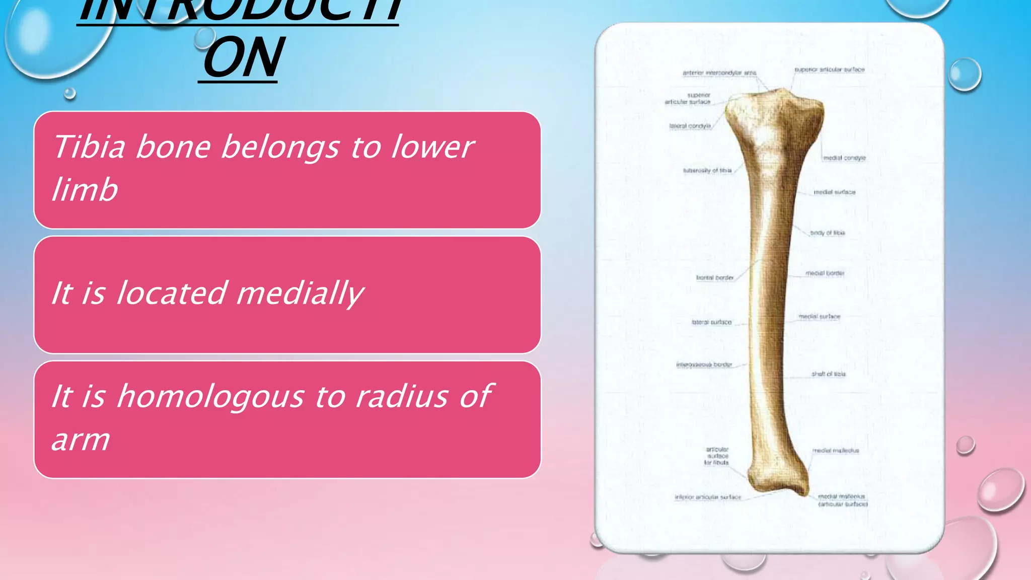 Osteology of tibia | PPTX